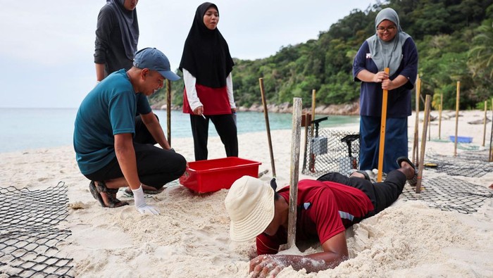 Aksi Sukarelawan Malaysia Selamatkan Populasi Penyu