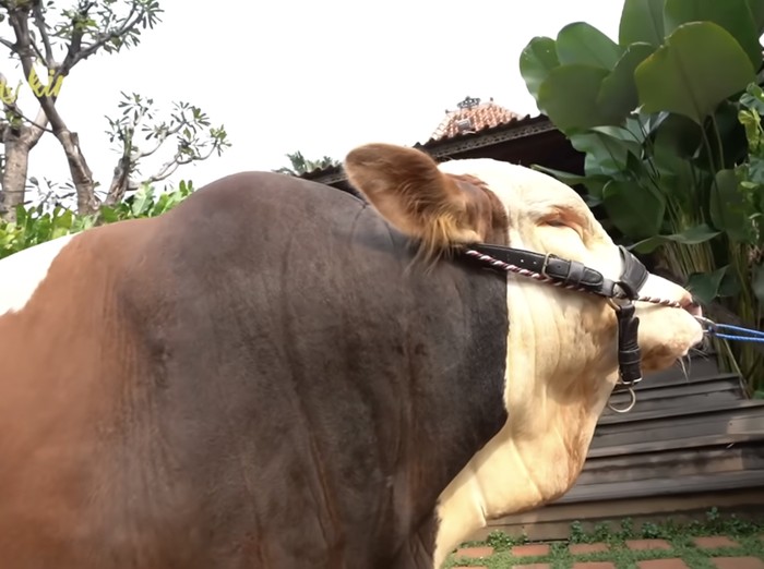 Ini Janoko, Sapi Jumbo Milik Irfan Hakim