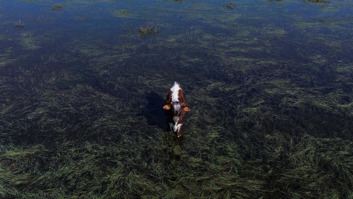 Kasihan! Sapi-sapi Ini Terendam Banjir