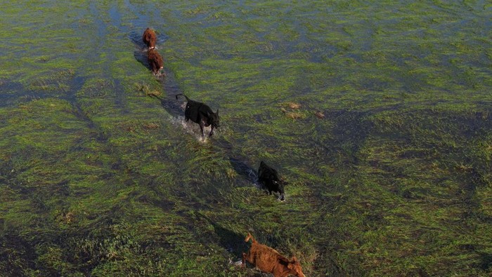 Kasihan! Sapi-sapi Ini Terendam Banjir