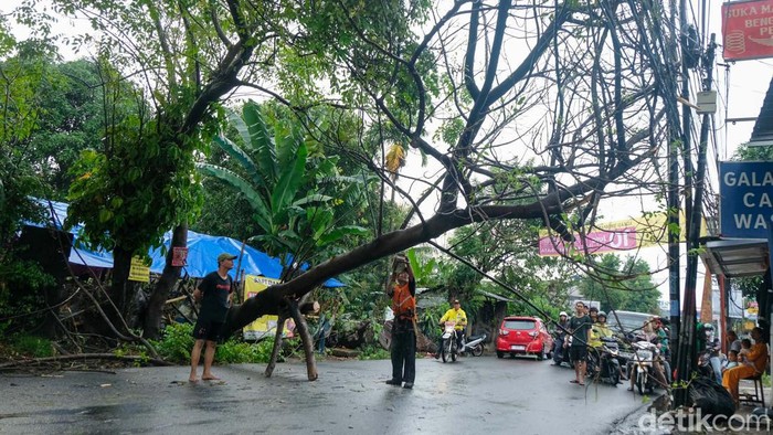Diterpa Hujan Deras, Pohon Tumbang di Pondok Cabe
