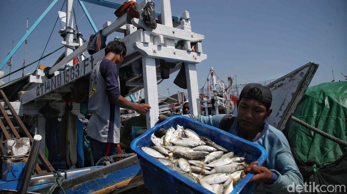 Potret Melimpah Tangkapan Ikan Nelayan Muara Angke