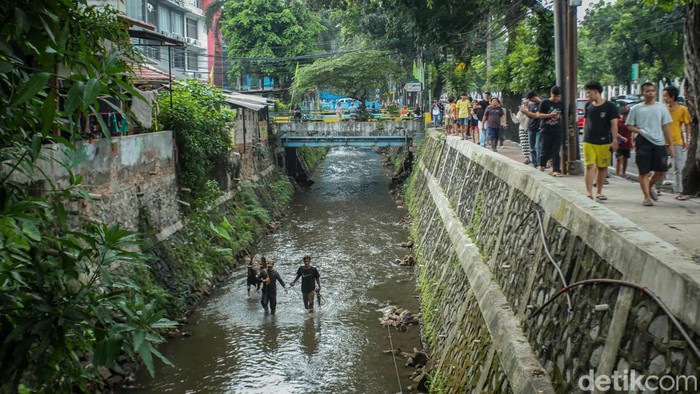 Hendak Disembelih, Sapi di Kalibata Lepas ke Kali