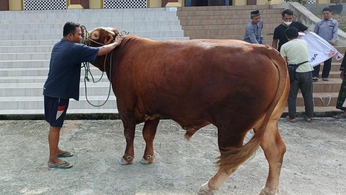 Bobot 900 Kg, Ini Sapi Kurban Sumbangan Jokowi buat Warga Sekitar IKN Bobot 900 Kg, Ini Sapi Kurban Sumbangan Jokowi buat Warga Sekitar IKN