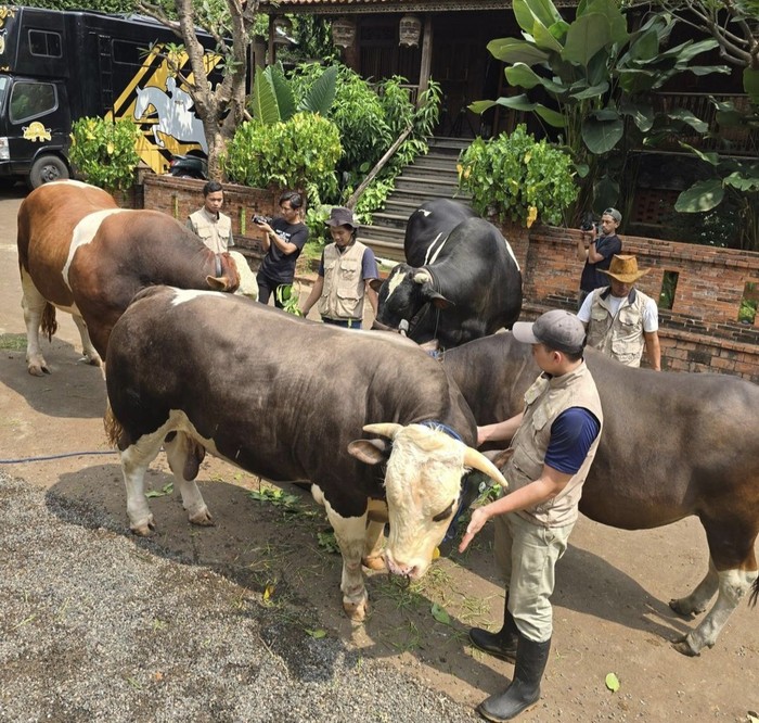 Kebersamaan Irfan Hakim dengan 4 Ekor Sapi Kurban yang Jumbo