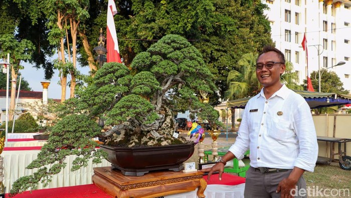 Ada Bonsai Senilai Rp 350 Juta Dipamerkan di Ponorogo, Intip Yuk! Ada Bonsai Senilai Rp 350 Juta Dipamerkan di Ponorogo, Intip Yuk!