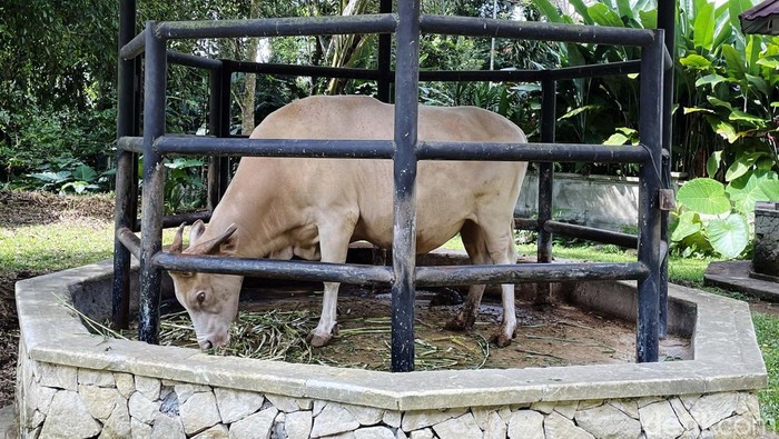 Melihat Lembu Putih yang Disakralkan di Desa Wisata Taro Bali