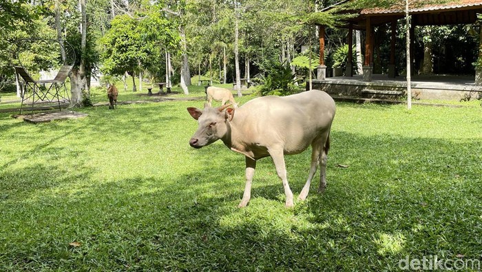 Melihat Lembu Putih yang Disakralkan di Desa Wisata Taro Bali