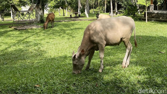 Melihat Lembu Putih yang Disakralkan di Desa Wisata Taro Bali