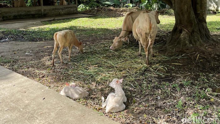 Melihat Lembu Putih yang Disakralkan di Desa Wisata Taro Bali