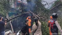 Jakarta Hujan Deras Disertai Angin Kencang, 6 Pohon Tumbang