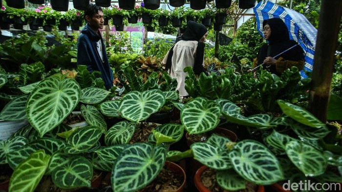 Hujan Tak Surutkan Semangat Warga Kunjungi Pameran Flona 2024 Hujan Tak Surutkan Semangat Warga Kunjungi Pameran Flona 2024