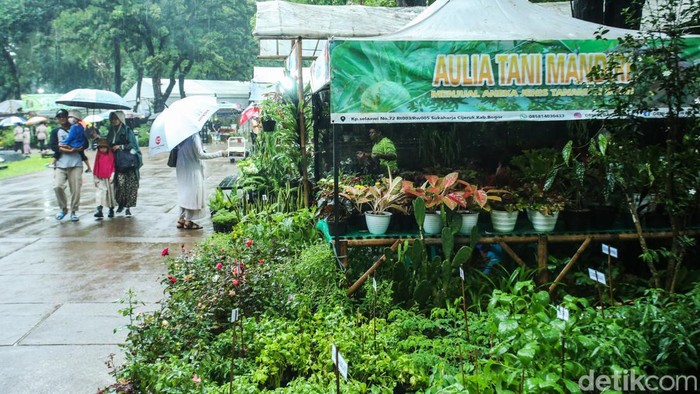 Hujan Tak Surutkan Semangat Warga Kunjungi Pameran Flona 2024 Hujan Tak Surutkan Semangat Warga Kunjungi Pameran Flona 2024