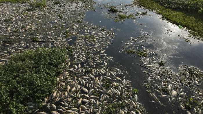 Ribuan Ikan Mati di Sungai Brasil Imbas Tercemar Limbah