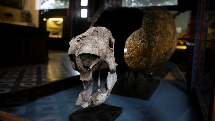 Potret Penemuan Fosil Tunjukkan Manusia Paling Awal di Amerika Selatan