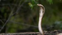 Serangan Ular Berbisa Masih Jadi 'Monster' Menakutkan Warga Karawang