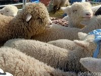 Imutnya Domba Batur Bikin Gemas Wisatawan Dieng Culture Festival: Kayak ...