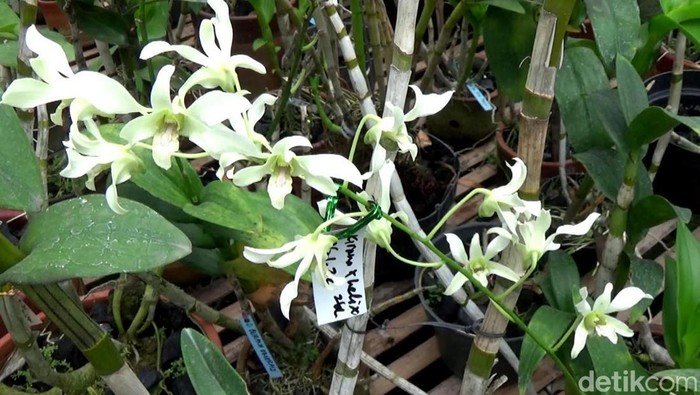 Cuan Jutaan Rupiah Berkat Budidaya Anggrek