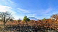 Dijuluki Africa Van Java, Ini Pesona Taman Nasional Baluran Situbondo