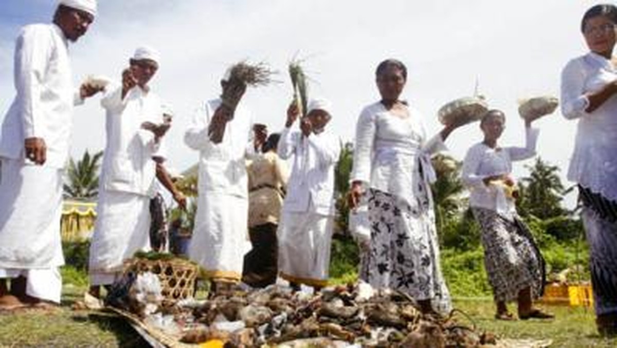 Mengenal Makna dan Tujuan Tradisi Ngaben Tikus di Bali