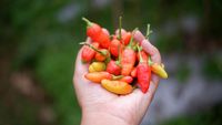 RI Impor Cabai hingga Bawang Merah, Begini Datanya