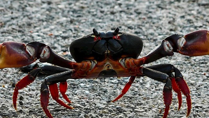 10 Kepiting Terenak di Dunia, Bukan Alaskan King Crab!