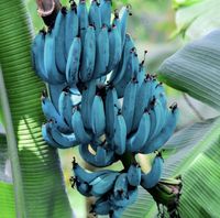 Fakta Blue Java Banana hingga Kuliner Enak di Melati Mas