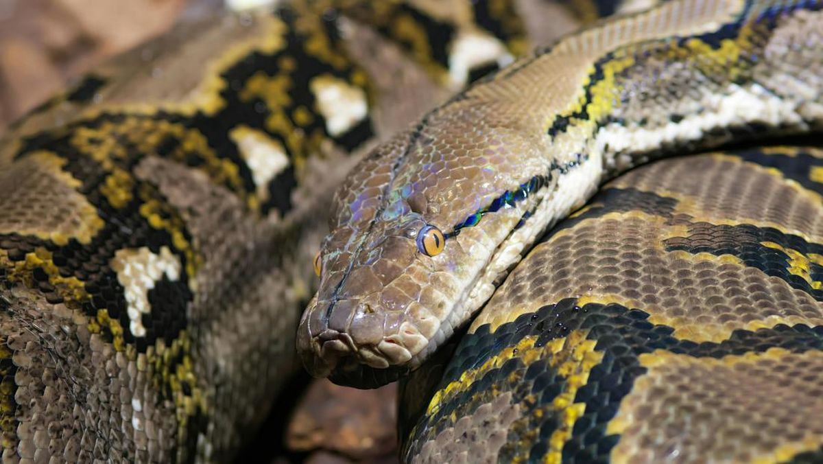 Gambar Ular Piton Dunia 4 Jenis Ular Anaconda Terbesar Di Dunia, Nomor