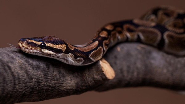 Gambar Ular Piton Dunia 4 Jenis Ular Anaconda Terbesar Di Dunia, Nomor