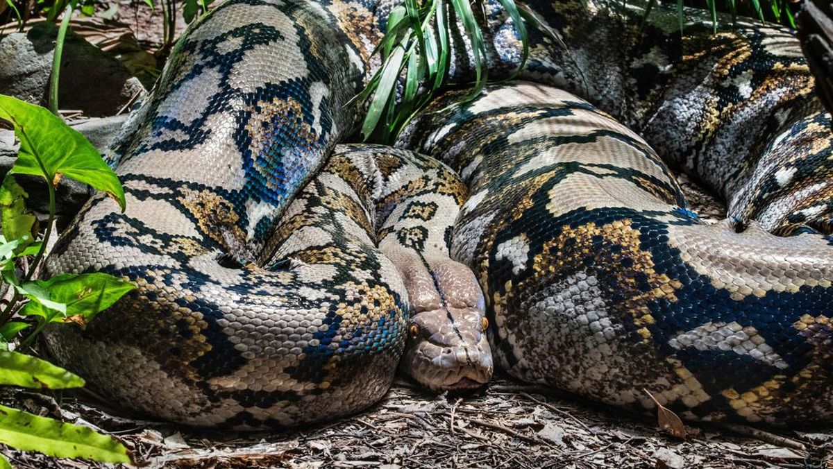 Gambar Ular Piton Dunia 4 Jenis Ular Anaconda Terbesar Di Dunia, Nomor