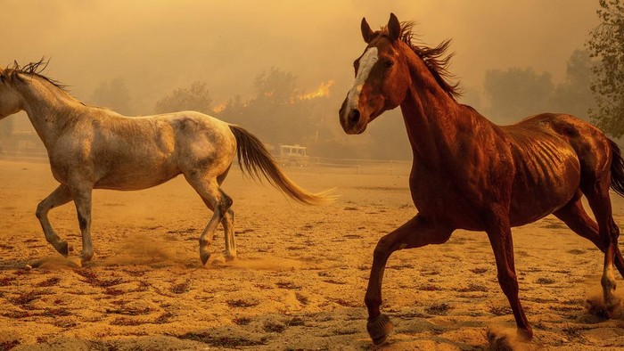 Kuda-kuda Berlarian Saat Kebakaran Hutan di California