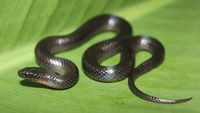 6 Jenis Ular Hitam yang Sering Masuk Rumah, Bukan Hanya Kobra Jawa!