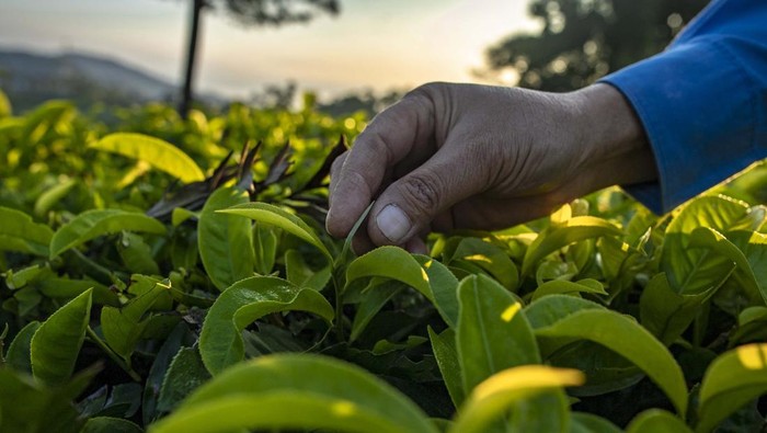 Begini Proses Produksi Teh Putih yang Harganya Rp 1 Juta/Kg