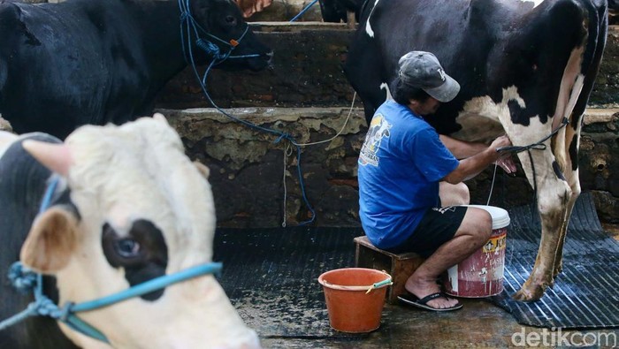 Melihat Peternakan Sapi Perah di Jakarta Saat Heboh Aksi Buang Susu Lokal Melihat Peternakan Sapi Perah di Jakarta Saat Heboh Aksi Buang Susu Lokal