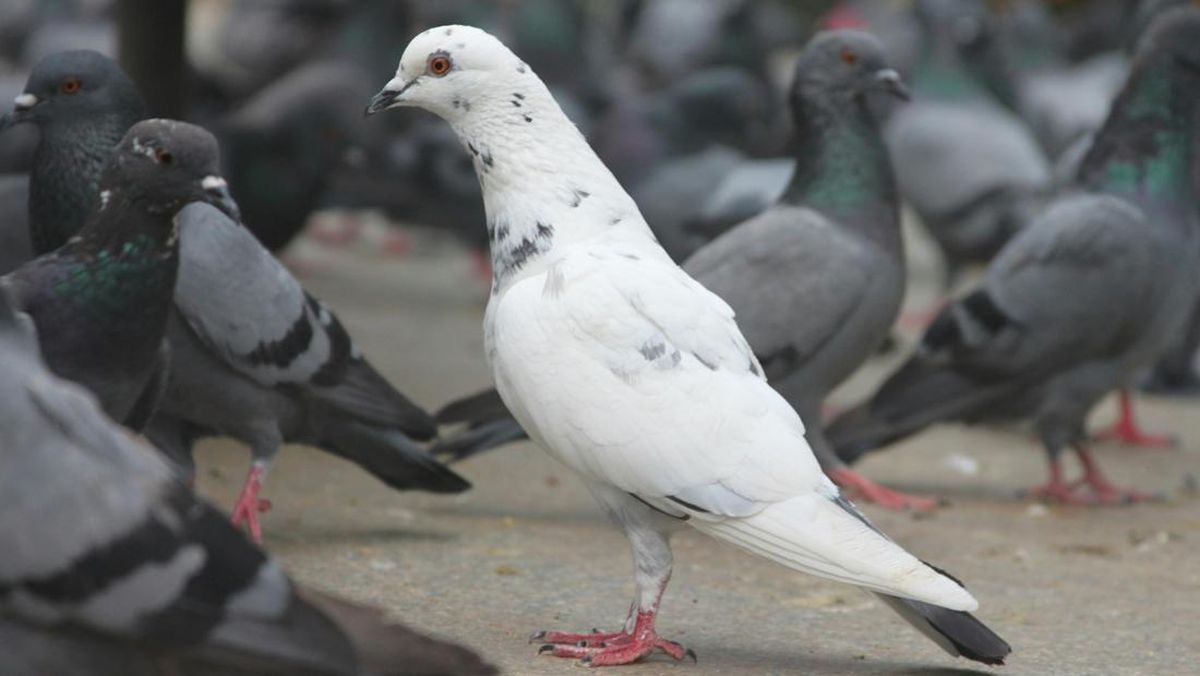 Jenis Burung Merpati