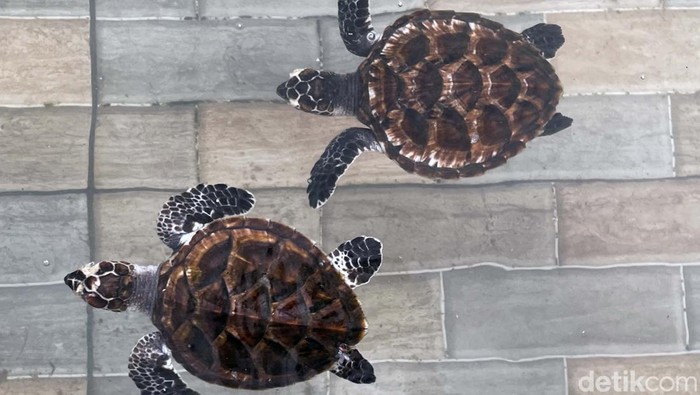 Melihat Rumah Penyu di Kepulauan Seribu