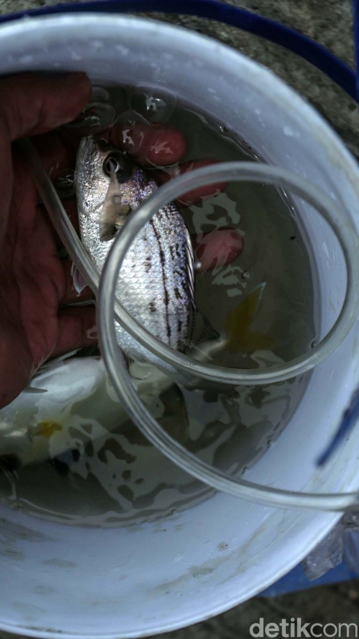 Memancing Ikan di Ujung Jakarta