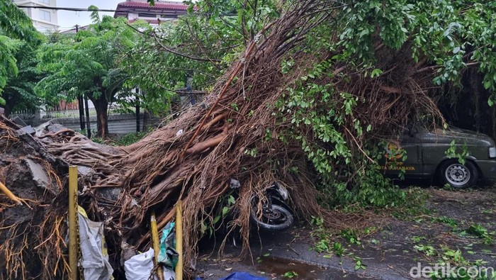 Mobil Satpol PP Surabaya Ringsek Tertimpa Pohon Beringin