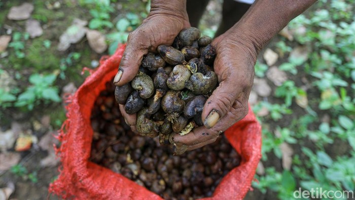 Kebun Jambu Mete Tersebar Luas di Wawonii Konawe Kepulauan