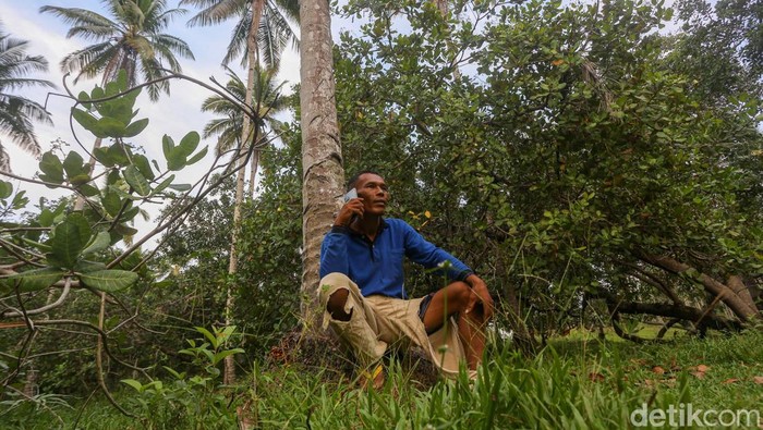 Kebun Jambu Mete Tersebar Luas di Wawonii Konawe Kepulauan