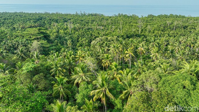 Kebun Jambu Mete Tersebar Luas di Wawonii Konawe Kepulauan