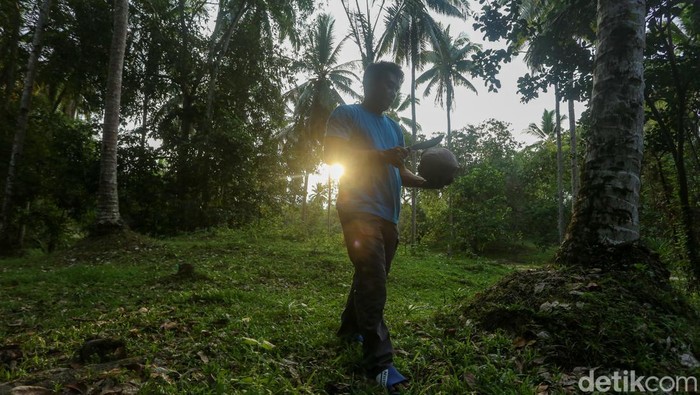 Petani Kopra di Wawonii Bisa Panen hingga 500 Kg