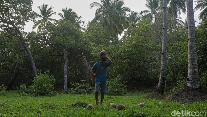 Petani Kopra di Wawonii Bisa Panen hingga 500 Kg