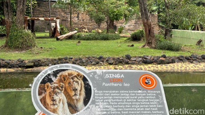 Potret Singa Putih Zeus-Kiara Koleksi Baru KBS