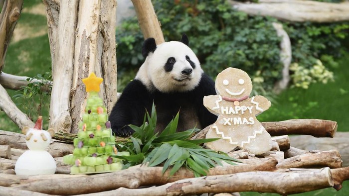Gemasnya Panda 'An An' dan 'Ke Ke' Rayakan Natal Pertama di Hong Kong