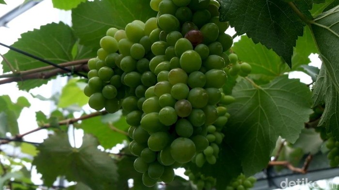 Budidaya Anggur di Probolinggo