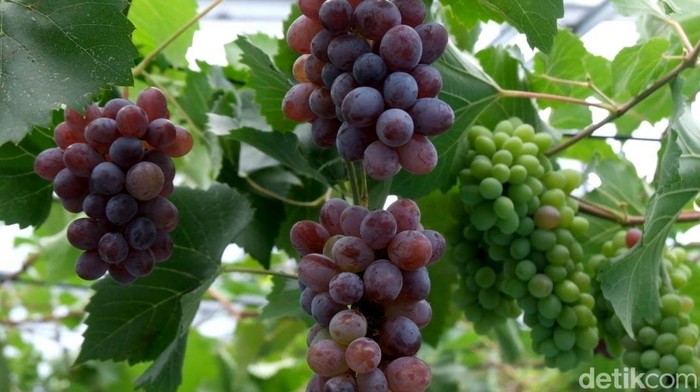 Budidaya Anggur di Probolinggo