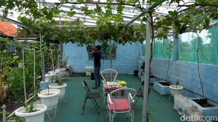 Budidaya Anggur di Probolinggo