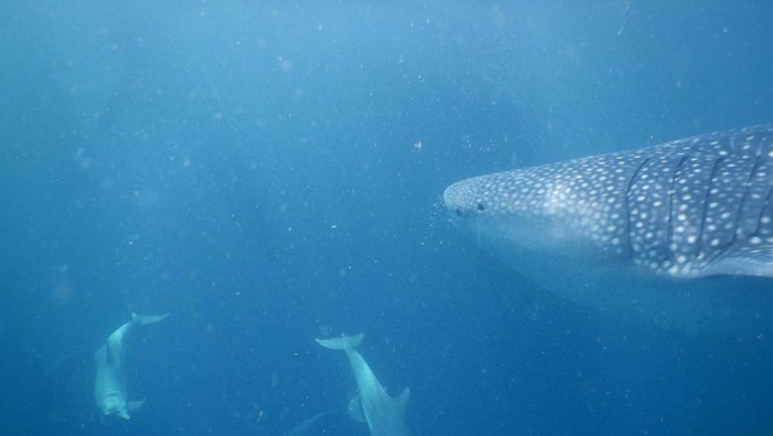 Potret Paus Orca hingga Lumba-lumba Enjoy Nyemil Ikan Teri di Laut Kaimana