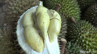Manis Legit! Durian Mini yang Istimewa dari Lereng Gunung Semeru